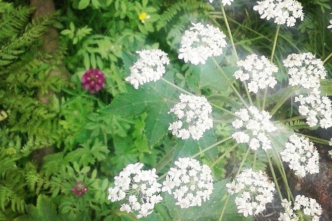 Private Guided Hiking Tour - Sequoia National Park - FAQ