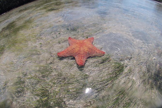 Private Guided Kayak or SUP Eco Adventure - An In-Depth Look at the Tour