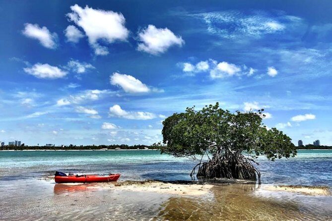 Private Guided Kayak or SUP Eco Adventure - The Sum Up