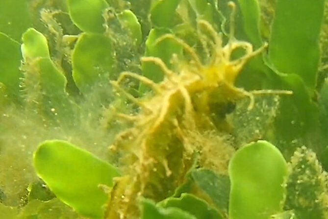 Private Guided kayak Tour/Birdwatching/Nature Tour. - Key Points