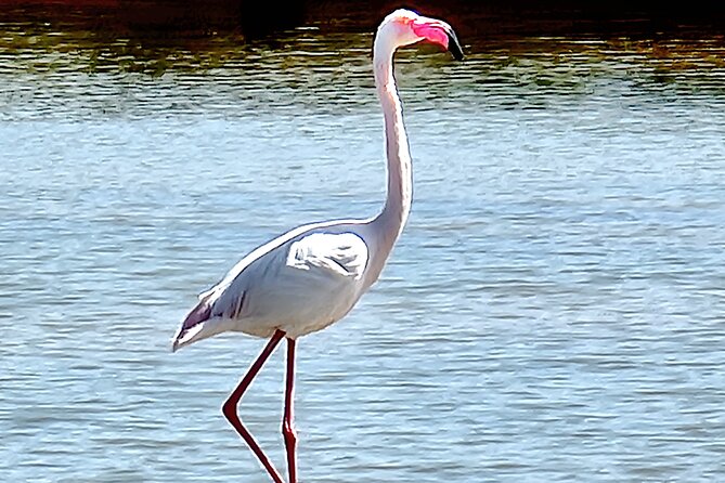 Private Guided kayak Tour/Birdwatching/Nature Tour. - Practical Details and Tips