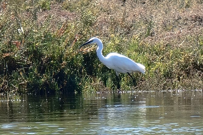 Private Guided kayak Tour/Birdwatching/Nature Tour. - Authentic Feedback from Participants