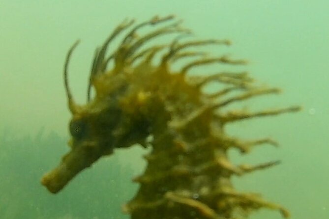 Private Guided kayak Tour/Birdwatching/Nature Tour. - Final Thoughts: Is This Tour for You?