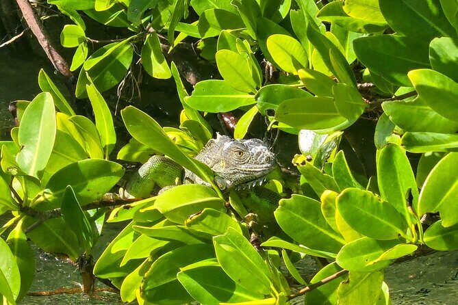 Private Guided Mangrove Eco-Tour Adventure - A Closer Look at the Tour Experience