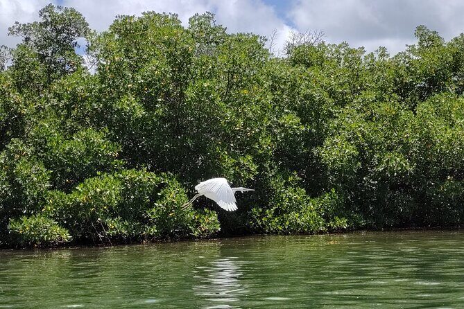 Private Guided Mangrove Eco-Tour Adventure - FAQ