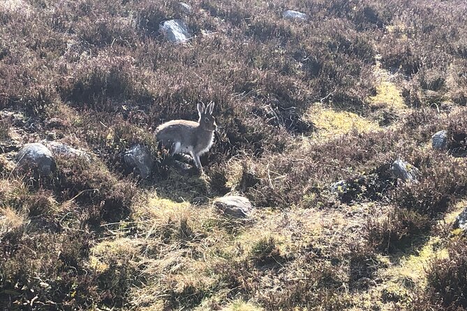 Private Guided Mountain Walking Experience in the Cairngorms - Customer Reviews and Experiences
