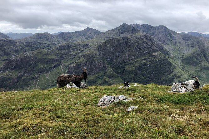 Private Guided Mountain Walking Experience in the Cairngorms - Highlights From the Guided Mountain Walks