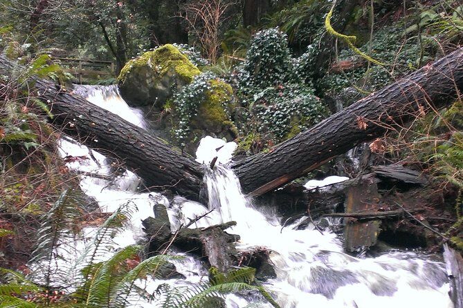 Private Guided Rainforest Hike in Victoria - An In-Depth Look at the Victoria Rainforest Hike