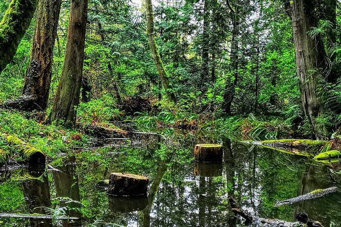 Private Guided Rainforest Hike in Victoria - Final Thoughts: Who Should Book This?