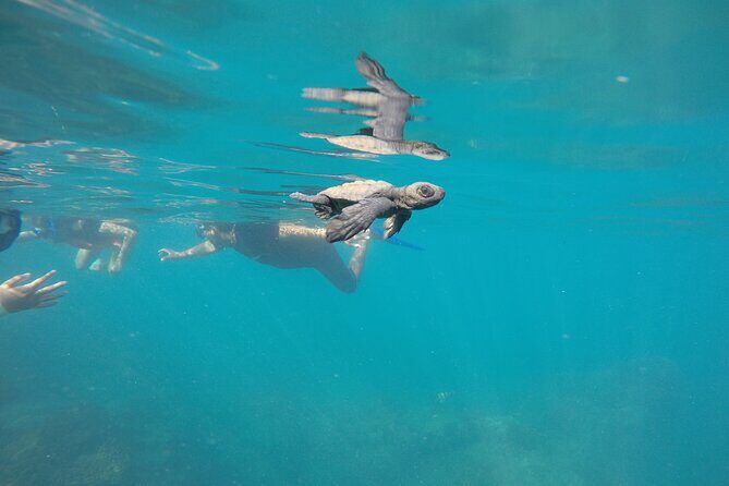 Private Guided Snorkeling in Cabo San Lucas - Who Will Enjoy This Tour?