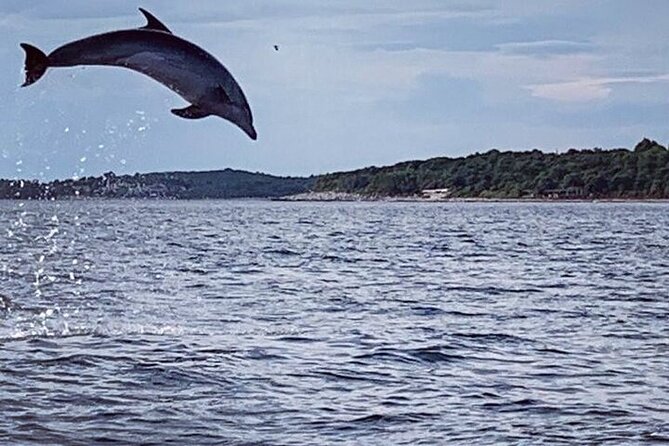 Private Guided Sunset Dolphin Watching in Adriatic Sea - Meeting Information