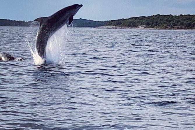 Private Guided Sunset Dolphin Watching in Adriatic Sea - What to Expect