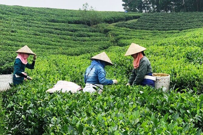 Private Guided Tour: A Spring Day in Dong Giang from Da Nang - Exploring the Itinerary in Detail