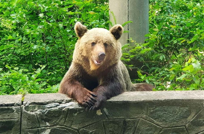 Private Guided Tour Dracula's Castle & Bear Sanctuary - Starting the Day: From Bucharest to Transylvania