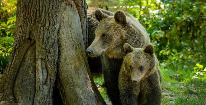 Private Guided Tour Dracula's Castle & Bear Sanctuary - Exploring Brasov’s Medieval Old Town