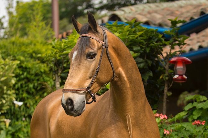 Private Guided Tour of Colombia's Paso Fino Horse - Overview of the Paso Fino Horse
