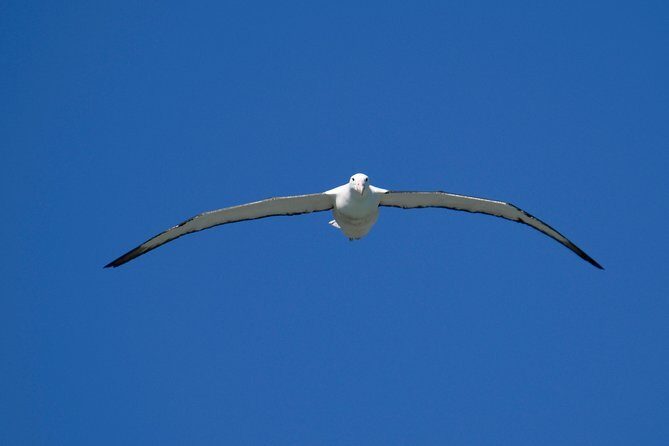 Private Guided Tour of Dunedin City Heritage and Unique Wildlife and Scenery - Final Thoughts