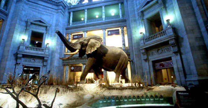 Private Guided Tour of The Natural History Museum - Analyzing the Value