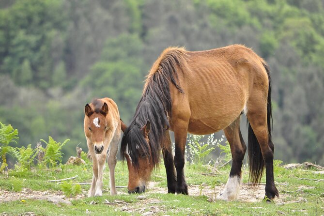 Private Guided Tour - Peneda Gerês National Park - Why This Tour Offers Great Value