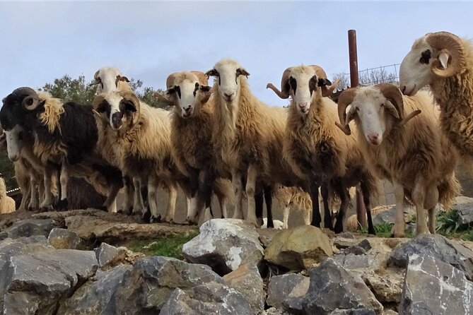 Private Guided Tour to Lasithi Plateau Villages & Olive Oil Mill - Itinerary Breakdown: What You’ll See and Do