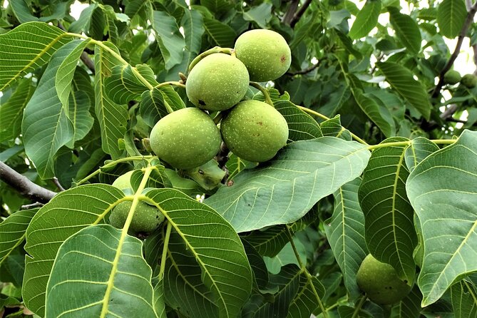 Private Guided Tour to Lasithi Plateau Villages & Olive Oil Mill - Who Will Love This Tour?