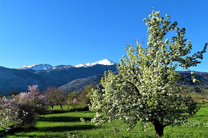 Private Guided Tour to Lasithi Plateau Villages & Olive Oil Mill - The Sum Up