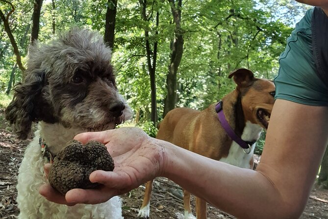 Private Guided Truffle Hunting Tour in Serbia with Lunch - Key Points