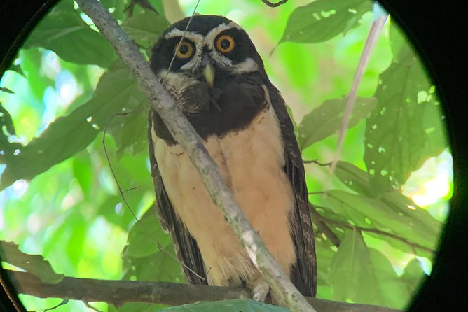 Private Guided Walking Tour in Hacienda Baru - Wildlife Sightings