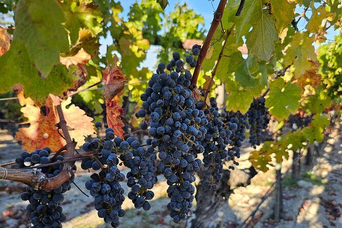 Private Guided Wine Tour of Napa Valley - What to Expect on Your Napa Valley Private Wine Tour