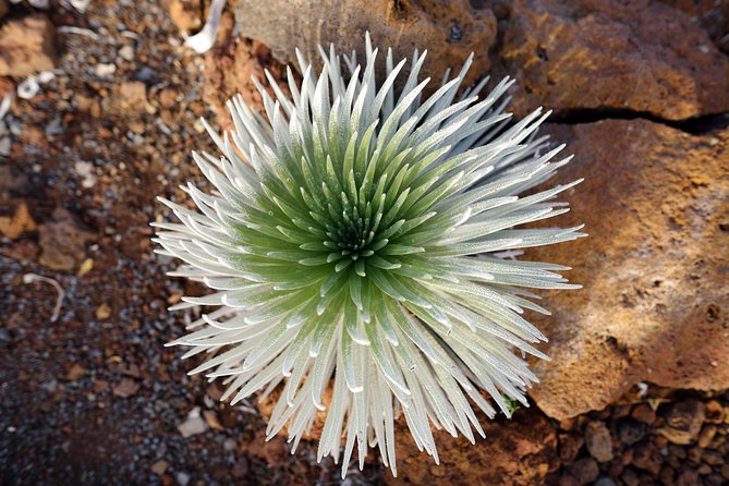 Private Haleakala Summit & Stroll from Kahului - FAQs