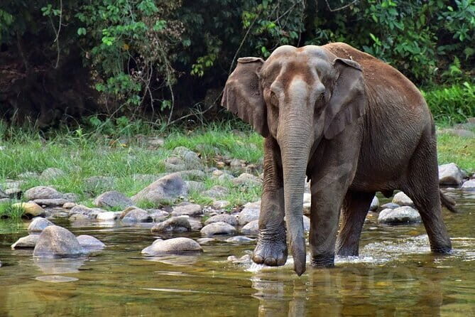 Private Half Day Anakulam Jeep Safari from Munnar - Key Points