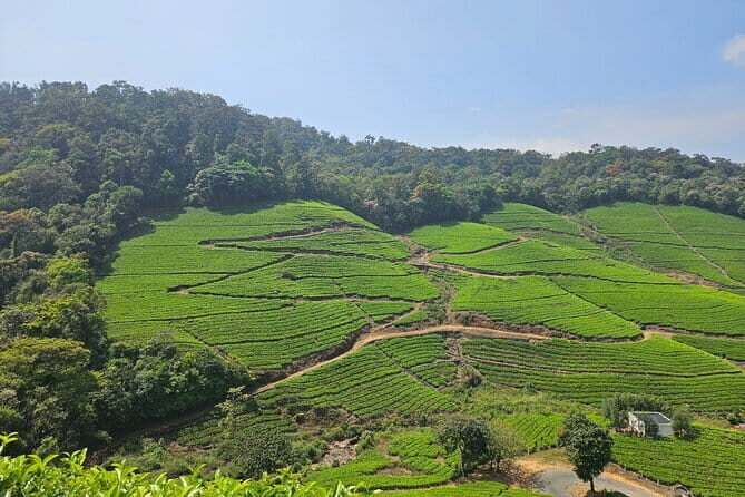 Private Half Day Anakulam Jeep Safari from Munnar - Who Is This Tour Best Suited For?