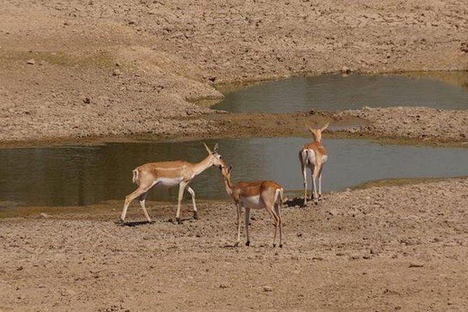 Private Half- Day Bishnoi Village Safari Day Tour In Jodhpur - Analyzing the Value & Practicalities
