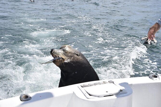Private Half-day Deep Sea Fishing Charter in Cabo San Lucas - What Do Travelers Say?