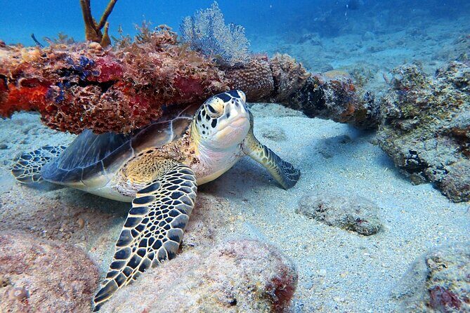 Private Half-Day Guided Snorkeling Charter in St. Thomas - Itinerary Breakdown