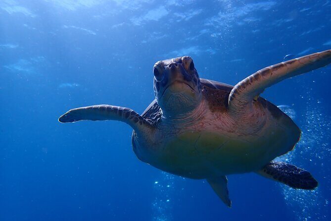 Private Half-Day Guided Snorkeling Charter in St. Thomas - FAQs