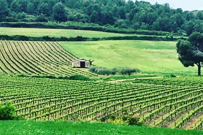 Private Half-Day Languedoc Wine and Oyster Tour from Sète - Practicalities: What to Know Before You Go