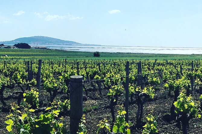 Private Half-Day Languedoc Wine Tour from Sète - Practical Details & Considerations