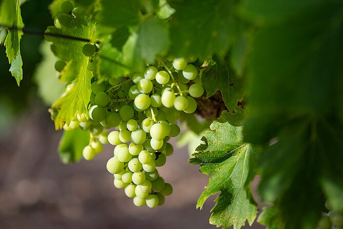 Private Half-Day Languedoc Wine Tour from Sète - The Sum Up