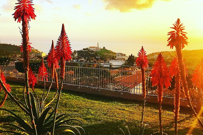 Private Half Day Madeira Tour (Mercedes Viano/Vito) - Additional Information and Accessibility