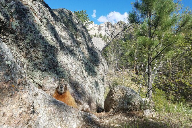 Private Half Day Mt Rushmore & Black Hills Tour - The Sum Up