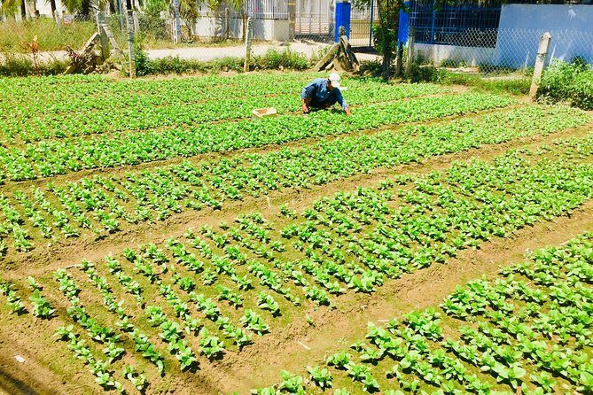 Private Half-Day Nha Trang Cultural Tour Explore Countryside Life - Pricing and Value