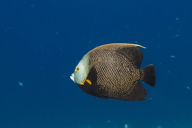 Private Half day REVOLVE Boat & Snorkeling tour in Bonaire - Practical Tips for Participants