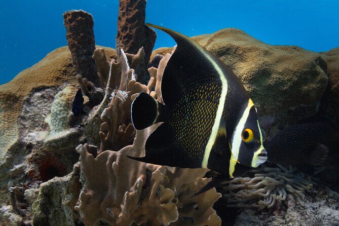 Private Half day REVOLVE Boat & Snorkeling tour in Bonaire - Who is This Tour Best For?