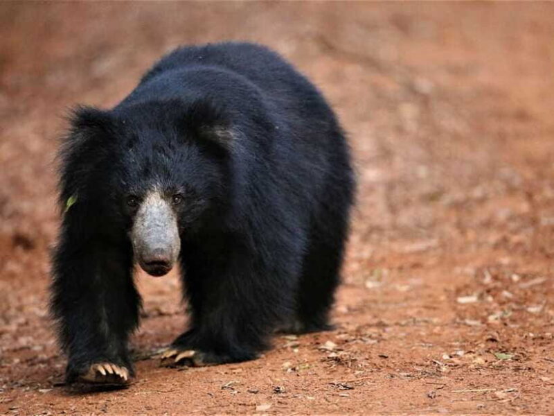 Private Half-Day Safari at Yala National Park - Who Should Consider This Tour?