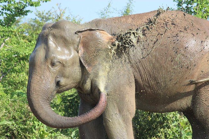 Private Half Day Safari in Udawalawe National Park - What to Expect During Your Safari