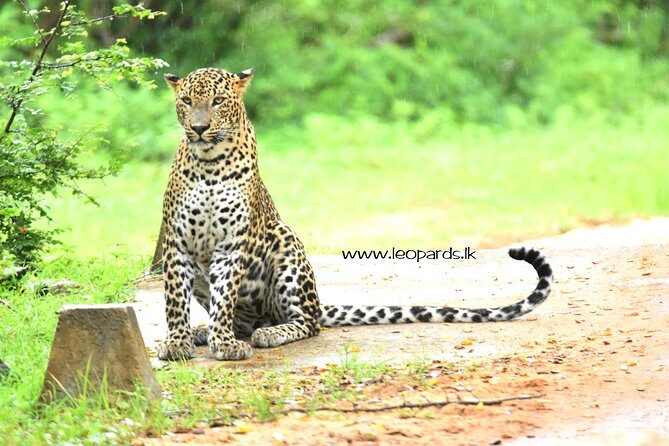 Private Half Day Safari Tour to Yala NP From Tangalle and Drop Back - The Itinerary in Detail