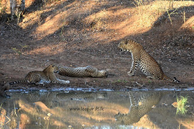 Private Half Day Safari Tour to Yala NP From Tangalle and Drop Back - Who Will Love This Tour?
