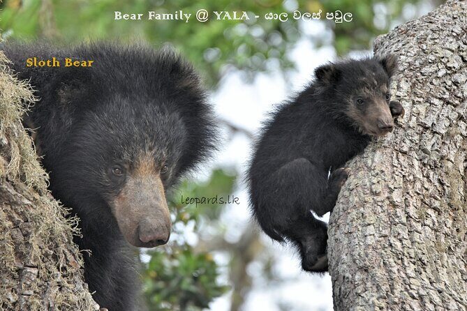 Private Half Day Safari Tour to Yala NP From Tangalle and Drop Back - The Sum Up