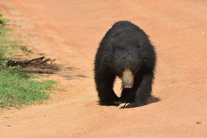 Private Half Day Safari Tour to Yala NP From Tangalle and Drop Back - FAQs